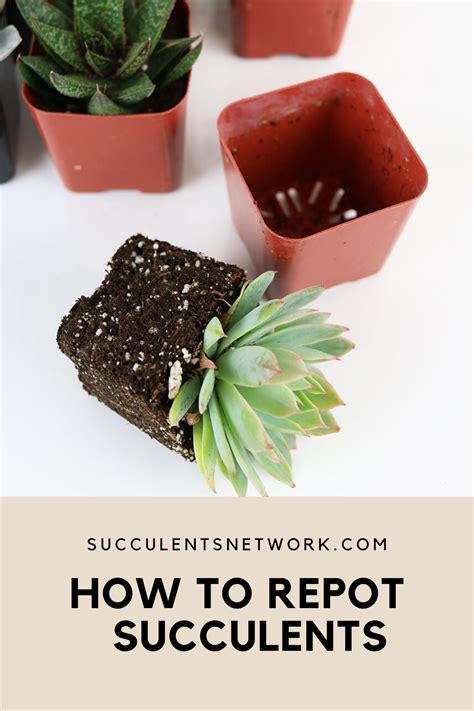 How To Properly Repot Plants At Paula Silber Blog