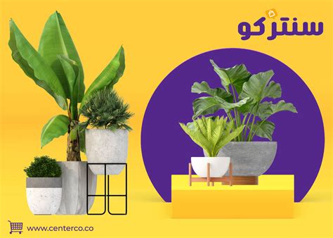 نباتات داخلية طبيعية لمسة خضراء تنبض بالحياة في كل زاوية سنتركو