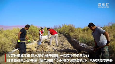 火焰山下寻找生机 新疆吐鲁番12万亩大芸迎丰收 凤凰网视频 凤凰网