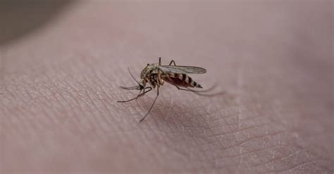 ¿cómo Evitar Picadura De Mosquitos Si Se Viaja En Semana Santa Salud