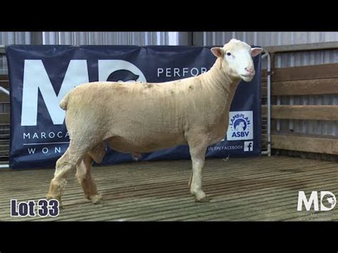 Lot 033 Youtube