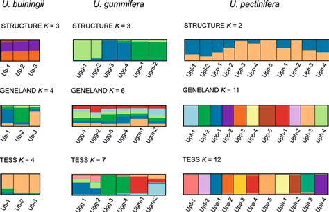 Population Genetic Clustering In U Buiningii U Gummifera And U