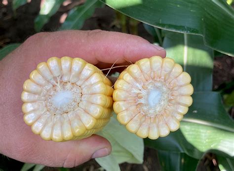Corn Yields Looking Solid In 2023 Ohio Crop Tour Ohio Ag Net Ohios