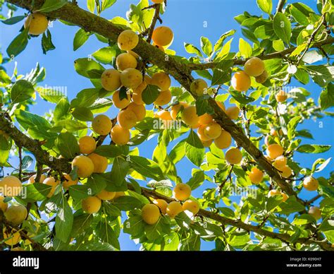 Mirabelle Plums Prunus Domestica France Stock Photo Alamy