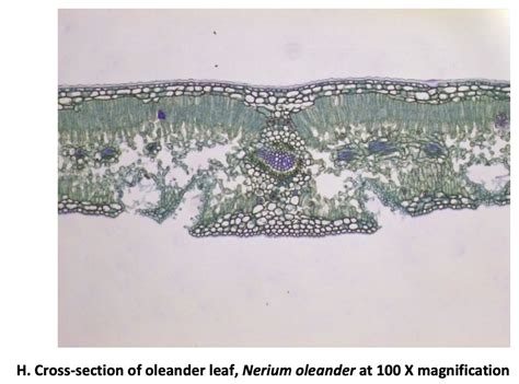 Solved H Cross Section Of Oleander Leaf Nerium Oleander At 100 X Magnification