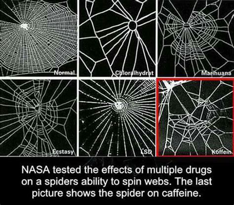 The Effect Of Caffeine