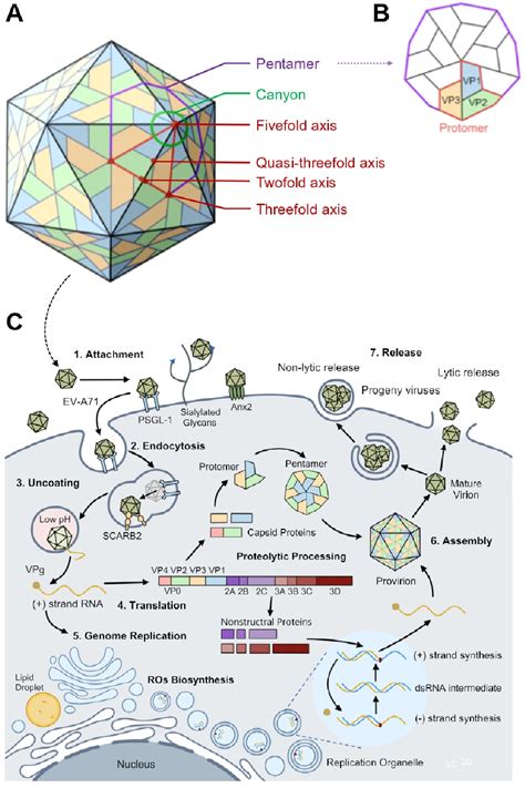 Figure 1 From Insight Into The Life Cycle Of Enterovirus A71 Semantic Scholar