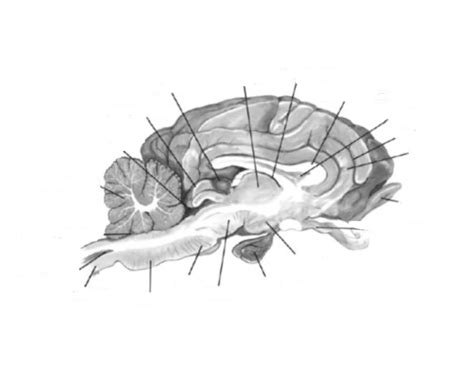 Internal Brain Structure — Printable Worksheet