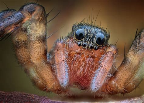 How Many Eyes Does A Spider Have Uk
