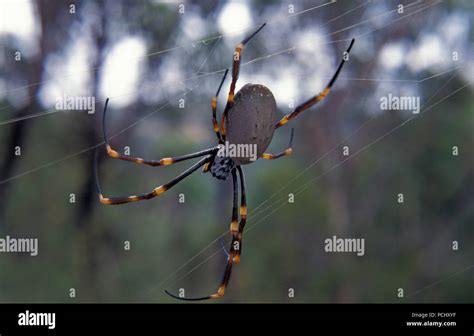 Australian Spider Webs