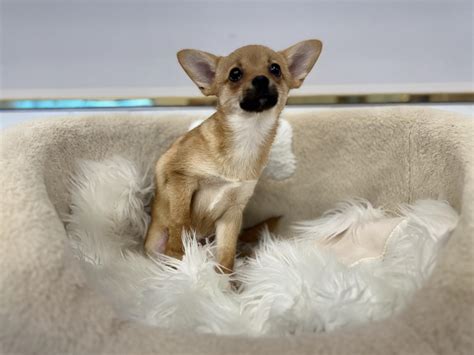 웰시코기 믹스 세리 포메라니안특징 푸들특징 토이푸들특징 골든리트리버특징 래브라도리트리버특징 닥스훈트특징 도베르만특징 말티치특징 말티폼특징 보더콜리특징 프렌치불독특징 빠삐용