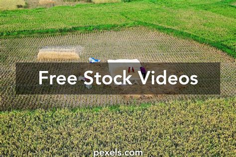 Maize Field Landscape Videos Download The Best Free 4k Stock Video