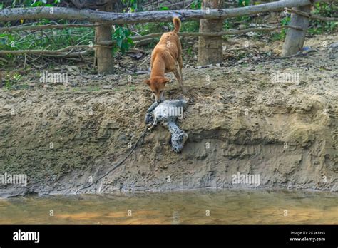 Un chien mange une chèvre pourrie sur la rive de la rivière Paysage