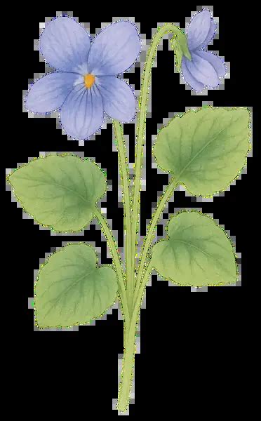 Violeta Achyrocline Bogotensis Beneficios Y Usos