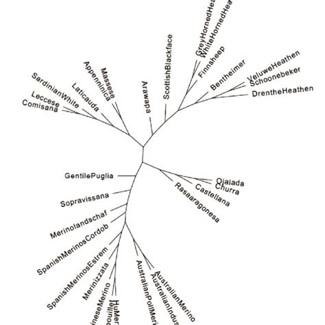 Phylogenetic Tree Of Merino And Merino Derived Breeds Constructed With