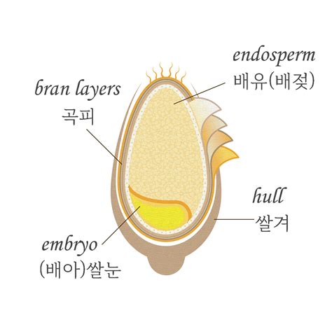 All About Rice En Kyonggime