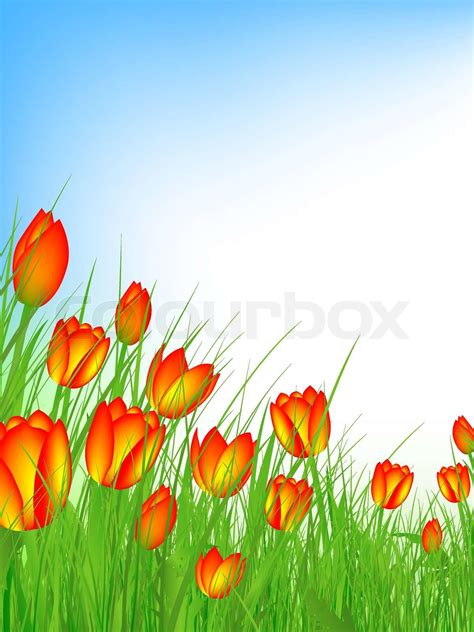 Tulip Field With Clear Blue Sky And Copyspace Stock Vector Colourbox