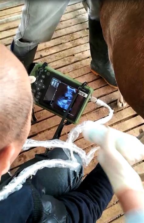 How To Do Ultrasound For Goat