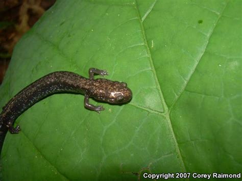 Woodland Salamanders Plethodon