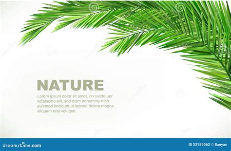 Coconut Leaves Stock Vector Illustration Of Tropical 33159063