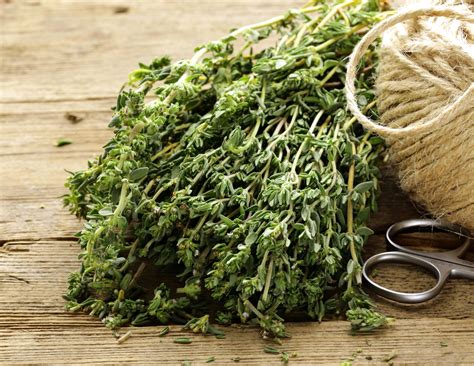 Thank You Thyme Thyme Seed Packets Bentley Seeds