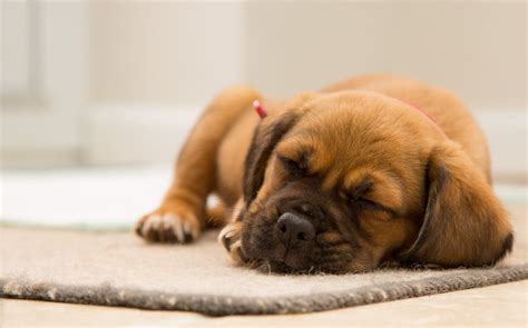 Why Do Dogs Sleep on Their Backs? Johnny Holland