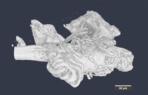Electron Microscopy Micro Ct Xrm Chemical Research Support