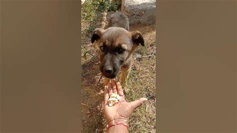 Youtubeshorts छोटे 🐕डोग को खाना खिलाया ये डोग अपनी मां से बिछड़ गया