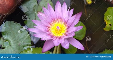 A Sacred Nelumbo Nucifera Flower Stock Image Image Of Lotus Plant