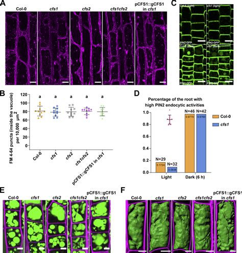 Endocytic Trafficking Or Vacuolar Morphology Is Not Affected In Cfs1