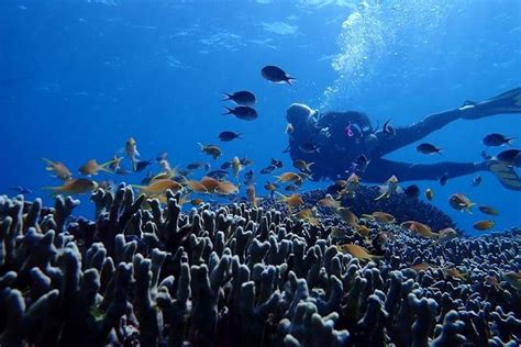 2023 Introductory Dive In Siquijor Island Provided By Last Frontier Dive