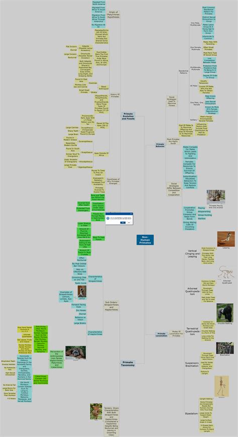 Non Human Primates1 2398 Mindview Mind Mapping Software