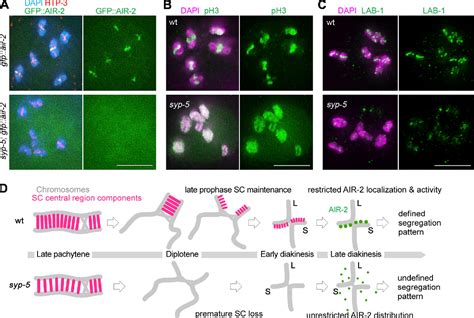 Figure 3 From Multivalent Weak Interactions Between Assembly Units Drive Synaptonemal Complex