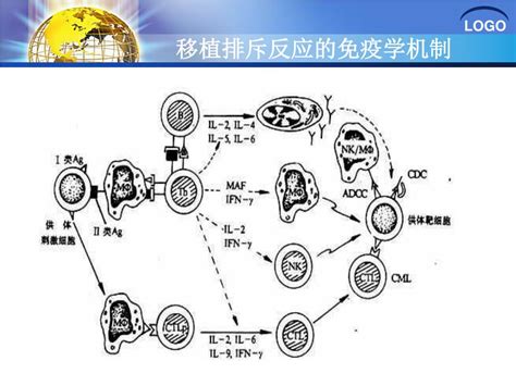 Ppt 人类白细胞抗原 Hla 进展 Powerpoint Presentation Free Download Id 3610632