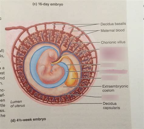 Figure 44 2d Diagram Quizlet