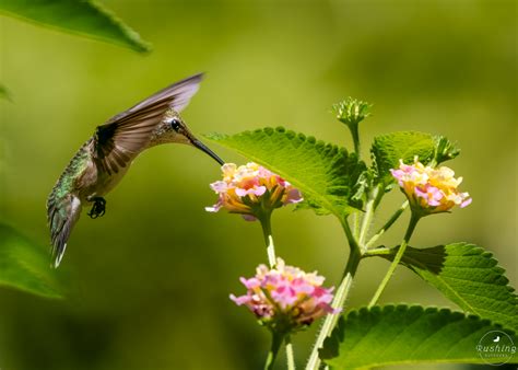 Ruby Throated Hummingbird BirdWatching