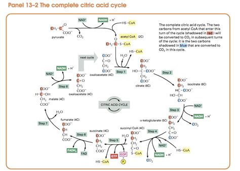 Diagram Of The Krebs Cycle Quizlet