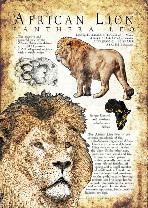 African Lion Poster Print Infographic African Lion Lion Poster