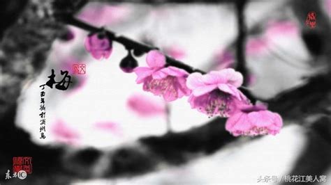 原創詩歌寒梅靜靜開 每日頭條