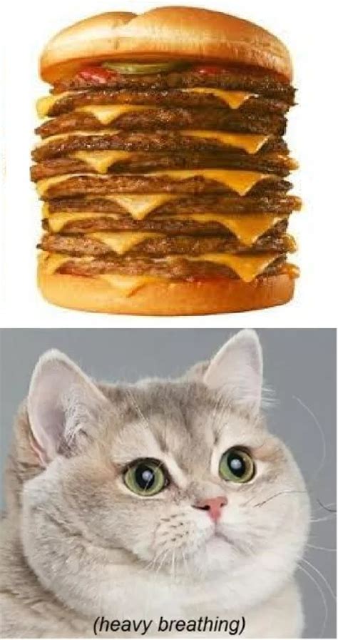 Big Burger Staring Cat Meme
