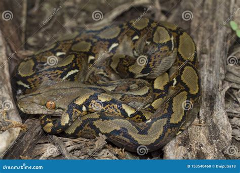 Baby Reticulated Python Python Reticulatus Stock Photo Image Of Blooded Closeup 153540460