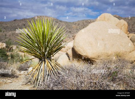 Mojave Yucca Plant Yucca Schidigera Mojave California Usa Stock