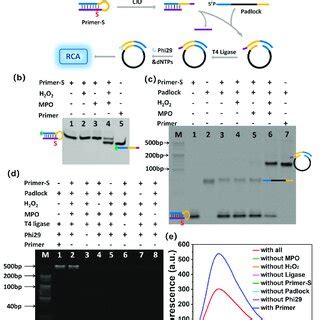 Working Mechanism And Feasibility Verification Of Rca Assisted Mpo