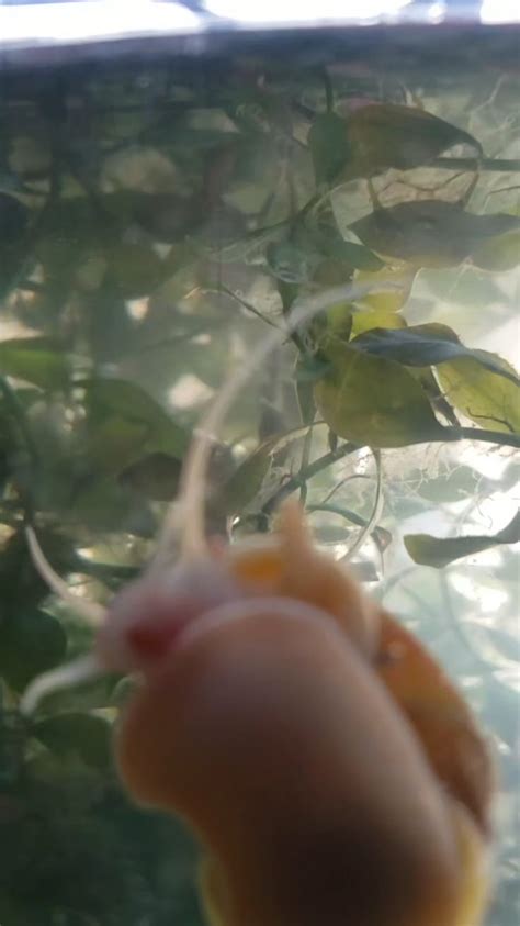 Cutie R Aquariums