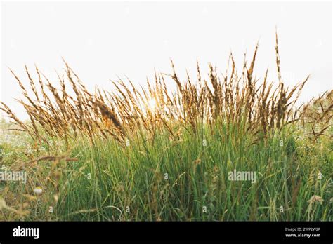 Ornamental Grasses Beautiful Karl Foerster Feather Reed Grass Stock