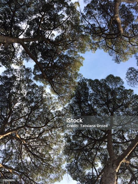Pinus Pinea는 이탈리아 돌 소나무 우산 소나무 및 파라솔 소나무로도 알려져 있습니다 하늘에 대한 이탈리아 소나무의 왕관
