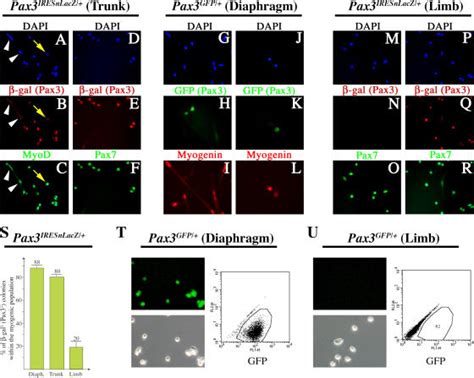 Pax3 And 7 Expression In Activated Satellite Cells Af