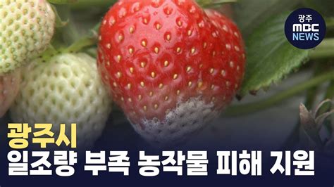 광주시 일조량 부족 농작물 피해 지원 Youtube