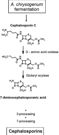 Industrial Enzymatic Production Of Cephalosporin Based β Lactams