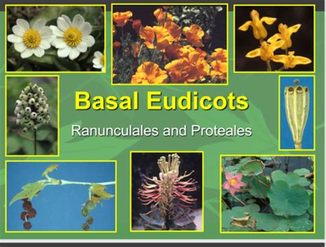 Bio 117 Basal Eudicots Flashcards Quizlet